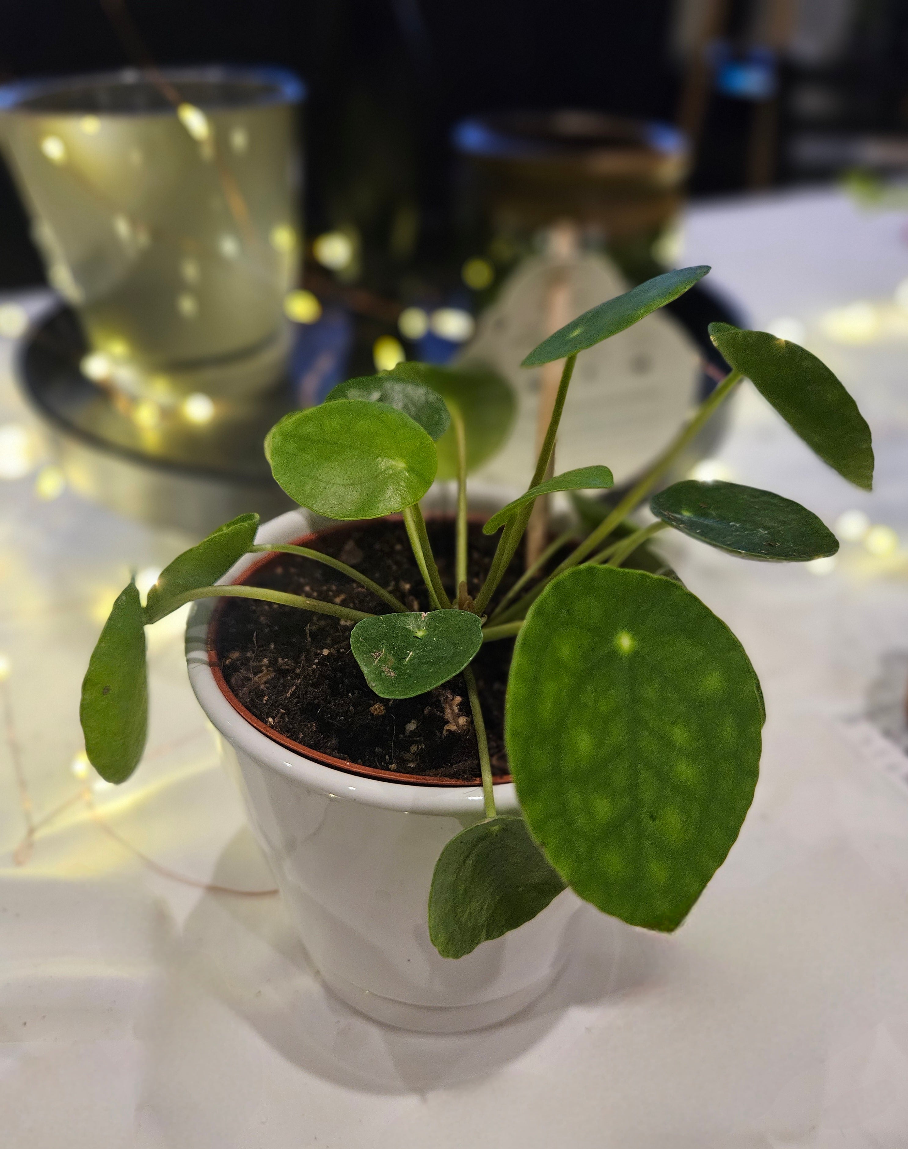 Pilea, Friendship Plant propagation guide – The Potted Plant Co
